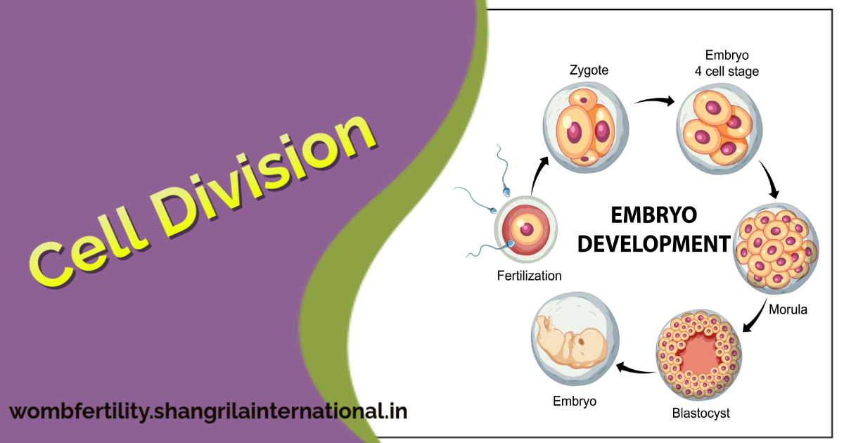 Cell Division – The Womb Fertility Treatment